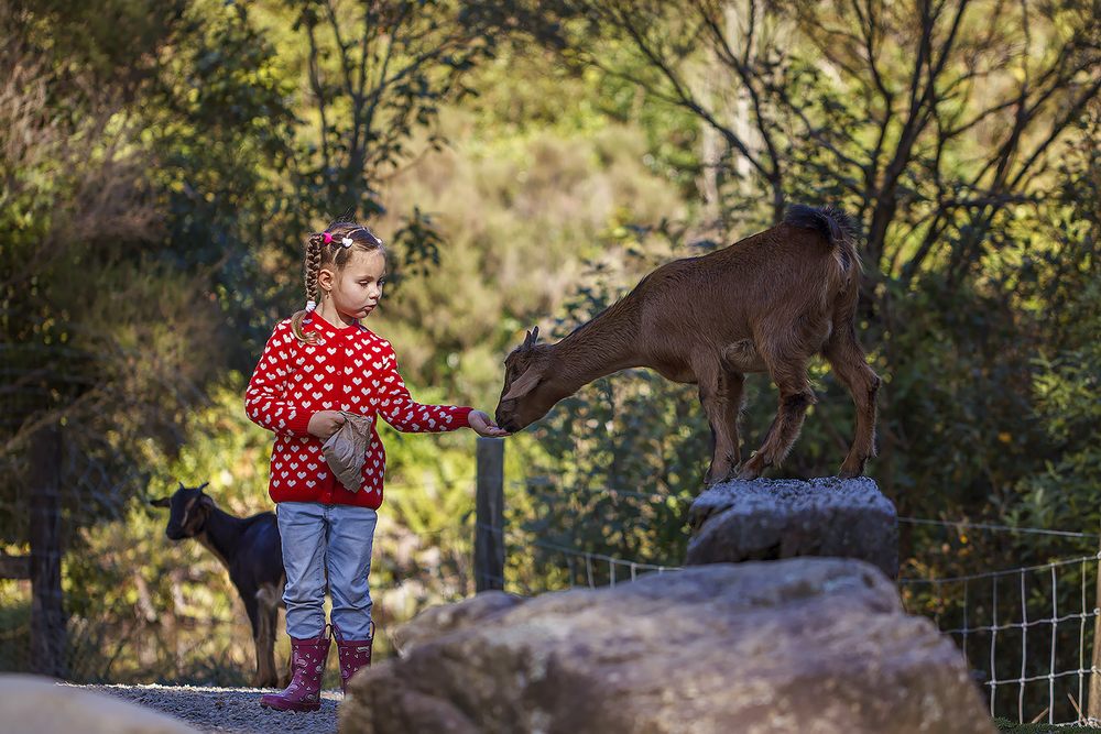 Staglands Wildlife Reserve, North Island | Roadtrippers
