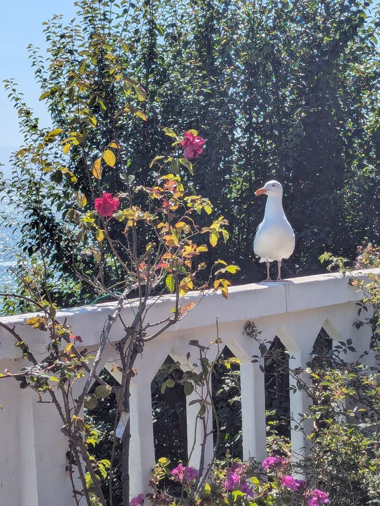 HISTORIC GARDENS OF ALCATRAZ PROJECT - Updated November 2025 - 36 ...