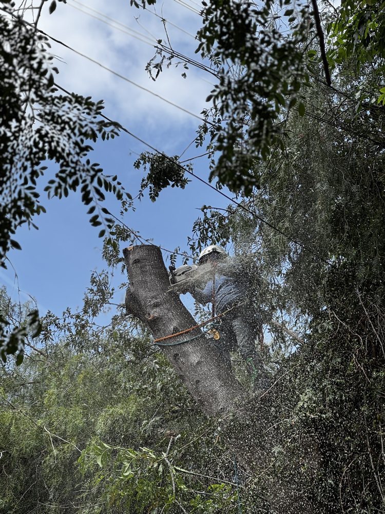 PENA TREE SERVICE - Updated November 2025 - 48 Photos - 327 Mara Ave ...