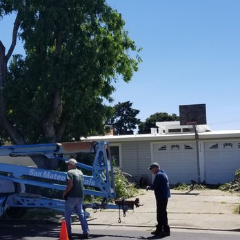 SAGRERO TREE SERVICE - Updated October 2025 - 37 Photos & 34 Reviews ...