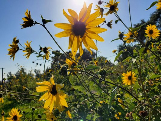 SAN DIMAS CANYON PARK - Updated March 2025 - 96 Photos & 30 Reviews ...