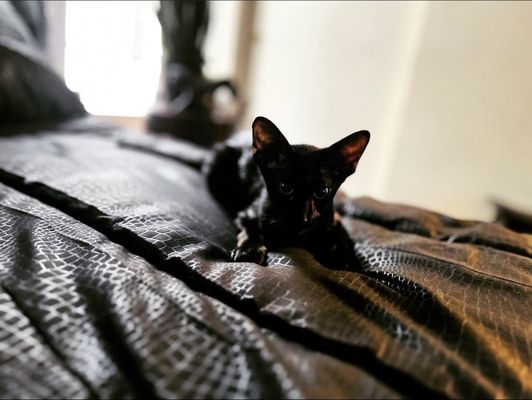 EXOTIC SIAMESE KITTENS - Updated August 2024 - 15 Photos - Moreno ...