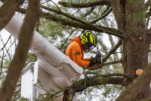 K&J TREE SERVICE - Updated December 2025 - 61 Photos & 38 Reviews - 2 ...