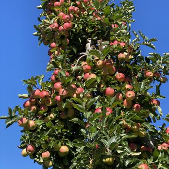 CIDER HILL FARM - Updated July 2025 - 404 Photos & 280 Reviews - 45 ...