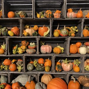 APPLE RIDGE ORCHARDS - Updated December 2025 - 243 Photos & 110 Reviews ...