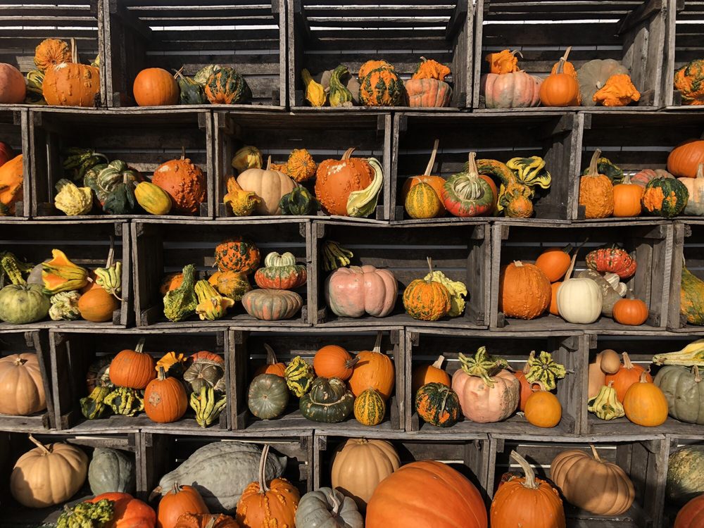 SCHEUERMANN FARMS & GREENHOUSES - Updated May 2025 - 45 Photos - 73 ...