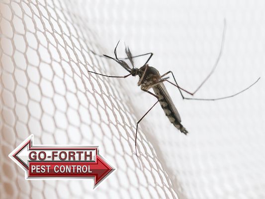 GO-FORTH PEST CONTROL - Updated September 2025 - 17 Photos - 11614 Busy ...