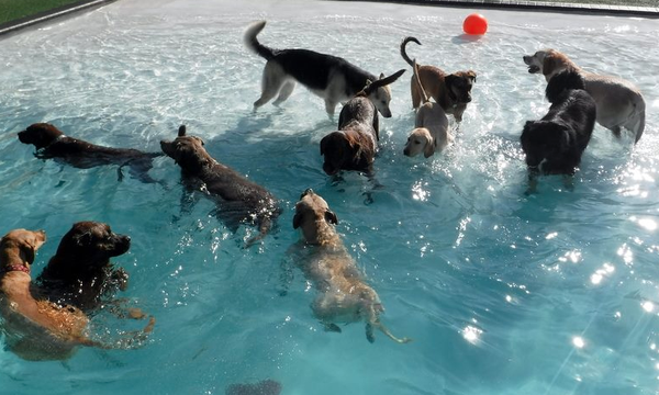 BAY PAWS PET RESORT - Updated May 2025 - 47 Photos & 60 Reviews - 1212 ...