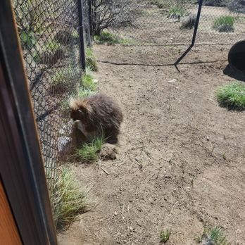 ANIMAL ARK - Updated July 2025 - 514 Photos & 158 Reviews - 1265 ...