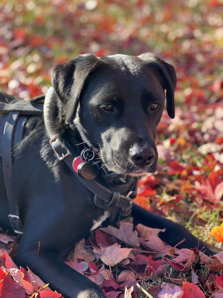 LAB RESCUE LRCP - Updated March 2025 - 23 Reviews - Silver Spring ...