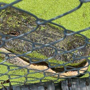 GULF COAST GATOR RANCH & TOURS - Updated March 2025 - 197 Photos & 104 ...