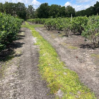 LYNA BERRY FARM - Updated December 2025 - 47 Photos - 11920 Neal Rd ...