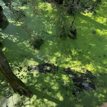 ALLIGATOR ALLEY - Updated May 2025 - 493 Photos & 170 Reviews - 19950 ...