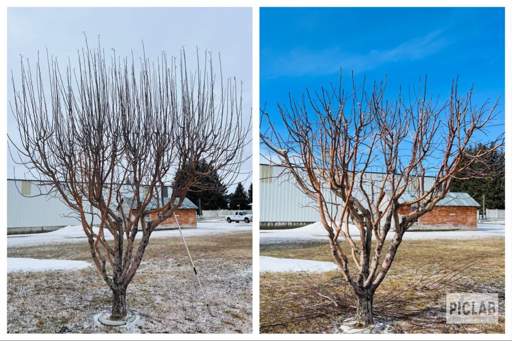 ALLEN TREE & LANDSCAPE - Updated October 2025 - Request a Quote - Idaho ...