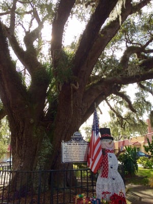 THE OLD SENATOR TREE - Updated January 2025 - 29 Photos & 11 Reviews ...