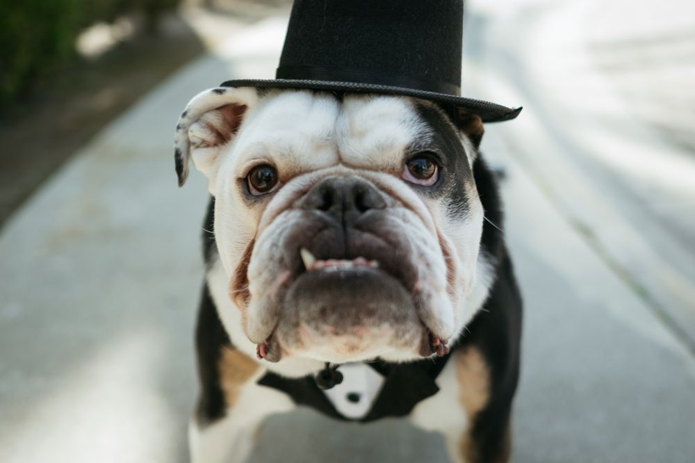 BEL AIR VETERINARY MOBILE CARE - Updated April 2026 - Request ...