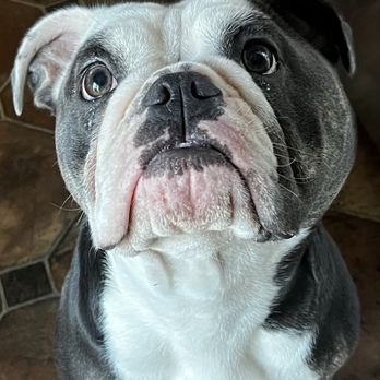 ARROW ANIMAL URGENT CARE - Updated January 2026 - 14 Photos & 56 ...