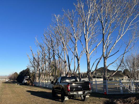 ELITE TREE SERVICE - Updated June 2025 - 16 Photos - 115 NW Boardman ...