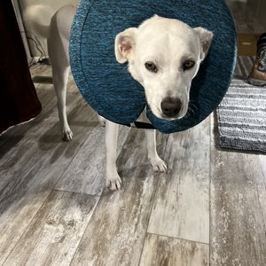 THE KAAWS CLINIC - 27 Photos & 116 Reviews - Veterinarians - 17259 Fm ...