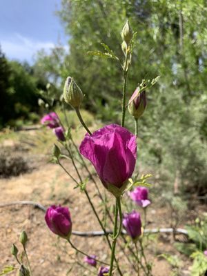 CLOVIS BOTANICAL GARDEN - 428 Photos & 19 Reviews - Botanical Gardens ...