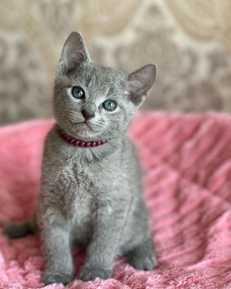 RUSSIAN BLUE TOP BREEDERS - Updated October 2025 - Request Information ...