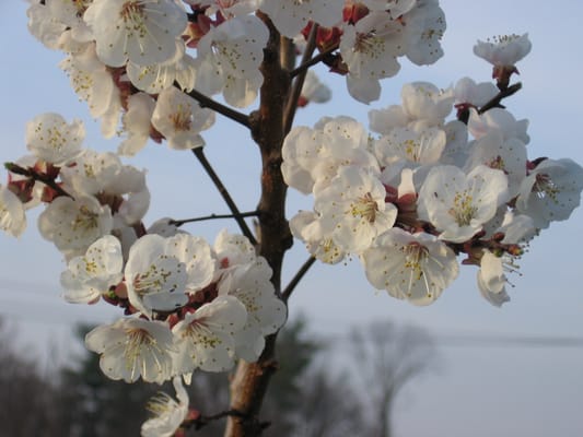 GOGLE FARMS - Updated October 2025 - 34 Photos - 5017 Mulberry St ...