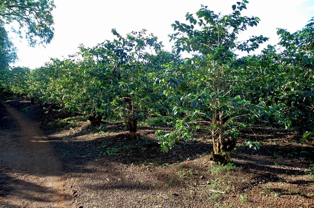 FIVE STAR COFFEE - Updated December 2025 - La Grange, Kentucky - Coffee ...