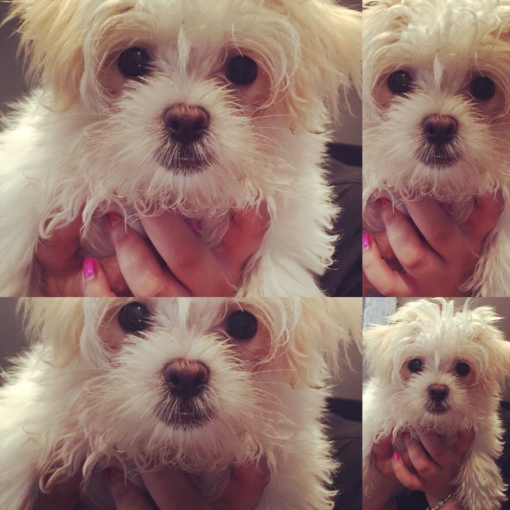 CANINE CORRAL KENNELS - Updated December 2025 - 1845 New York Ave ...