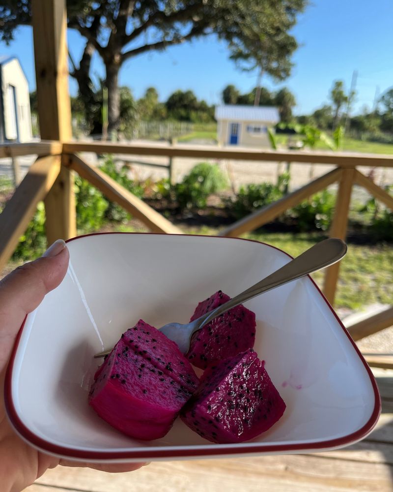 JESSIE’S TROPICAL FRUIT FARM - Updated July 2025 - 1255 Dove Tree St ...