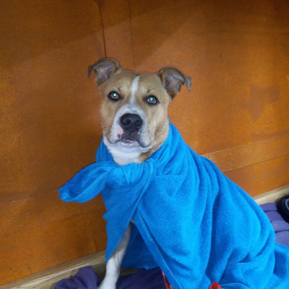 PUPPY KISSES - Updated July 2025 - 18 Photos - Gainesville, Florida ...