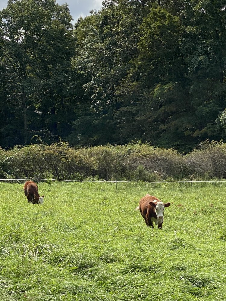 LITTLE RASCALS FARM - Updated November 2025 - 464 CT-148, Killingworth ...