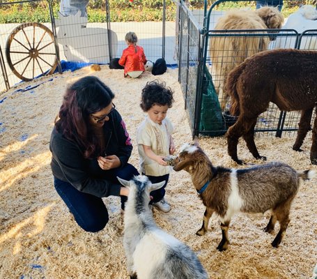 ITTY BITTY MOBILE PETTING ZOO - 163 Photos & 60 Reviews - Riverside, CA ...