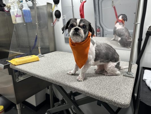 FURRY LAND MOBILE GROOMING - PHILADELPHIA - Updated May 2026 - 35 ...