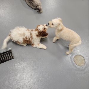 CITY DOGS - Updated June 2024 - 72 Photos & 116 Reviews - 1832 18th St ...