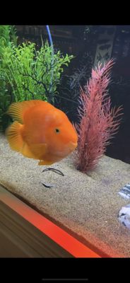 AQUATICS UNLIMITED - Updated November 2025 - 27 Photos & 53 Reviews ...