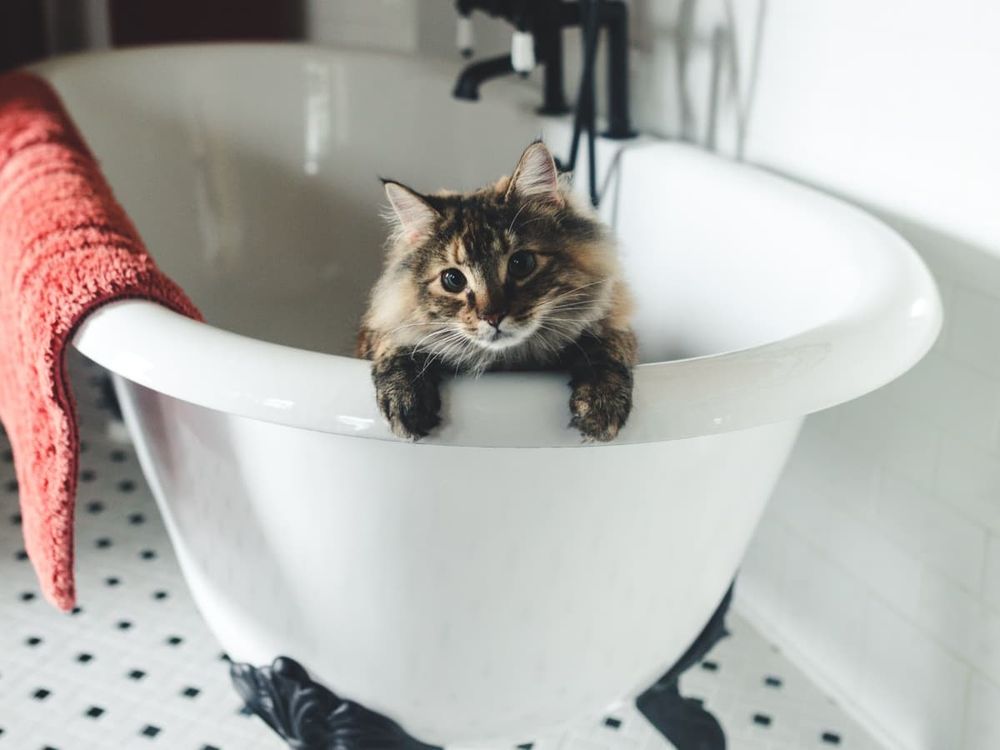 THE COZY KITTEN SPA - Updated November 2024 - Hubert, North Carolina ...