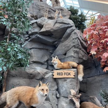 SCHEELS - Updated December 2025 - 139 Photos & 112 Reviews - 6503 W ...