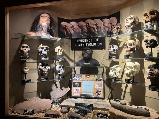 THE DINOSAUR STORE - 168 Photos & 78 Reviews - 250 W Cocoa Beach Cswy ...