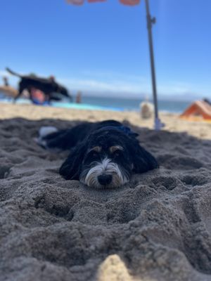 LIGHTHOUSE FIELD STATE BEACH - Updated January 2026 - 533 Photos & 127 ...