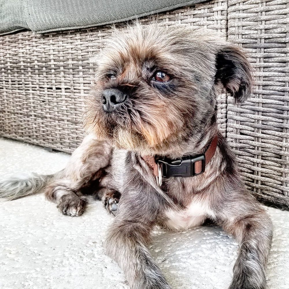 JOY’S DOGGERY - Updated July 2025 - 18 Reviews - 6800 Gulfport Blvd S ...