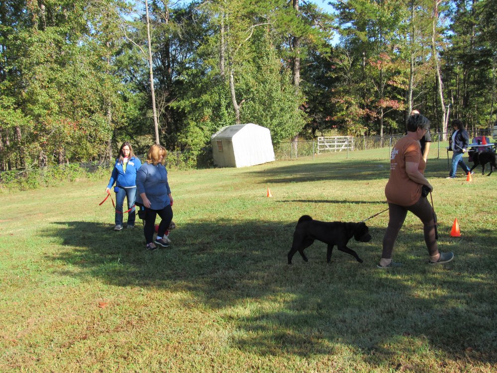 THE CANINE MIND - Updated March 2025 - 10 Photos - 274 Brannon-Belcher ...