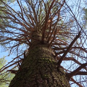 DOUGLAS STATE FOREST - Updated August 2025 - 49 Photos & 19 Reviews ...