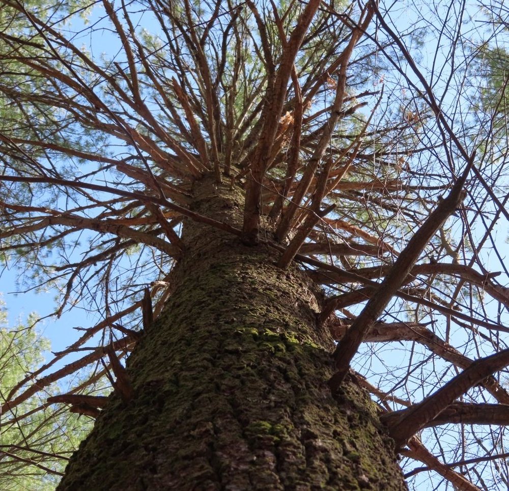 UPTON STATE FOREST - Updated October 2025 - Westboro Rd, Upton ...