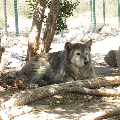 WOLF MOUNTAIN SANCTUARY - 432 Photos & 169 Reviews - 7520 Fairlane Rd ...