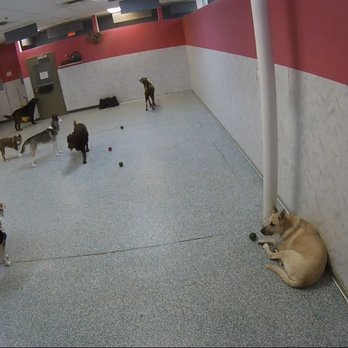HOT DIGGITY DOG DAYCARE - Updated October 2025 - 143 Photos & 302 ...