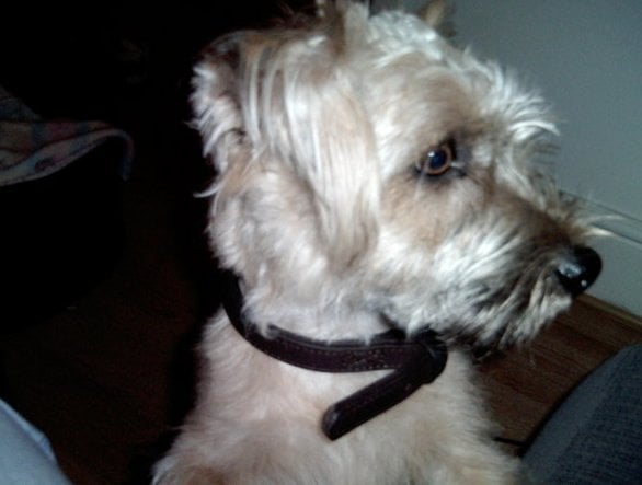 CARDIFF DOGS HOME - Updated October 2025 - Penarth Road, Cardiff ...