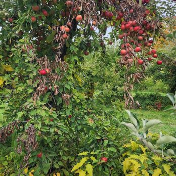 WILKENS FRUIT AND FIR FARM - Updated October 2025 - 360 Photos & 196 ...