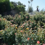 UCR BOTANIC GARDENS - 579 Photos & 111 Reviews - Botanical Gardens - 1 ...