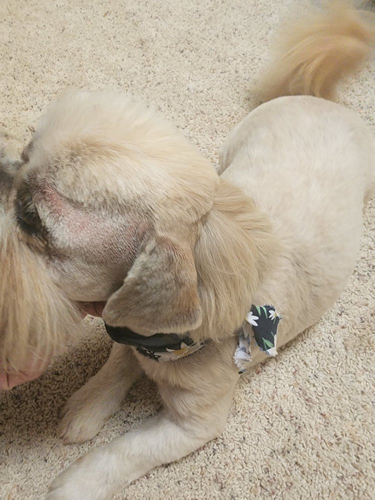 PAMPERED PAWS PET GROOMING - Updated May 2026 - 17 Reviews - 1410 E ...