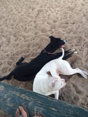 MANGO DOG PARK - Updated March 2025 - 23 Photos & 34 Reviews - 11717 ...